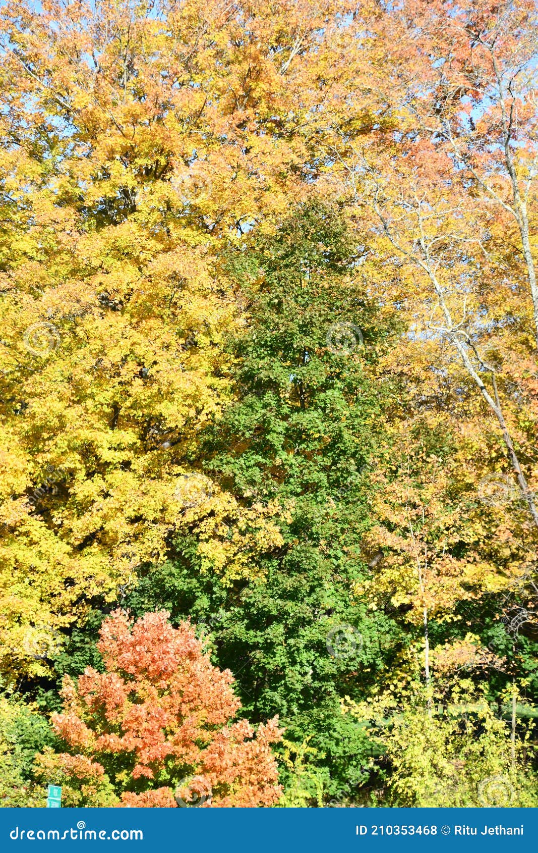 Fall Colors in Connecticut stock photo. Image of hillside - 210353468