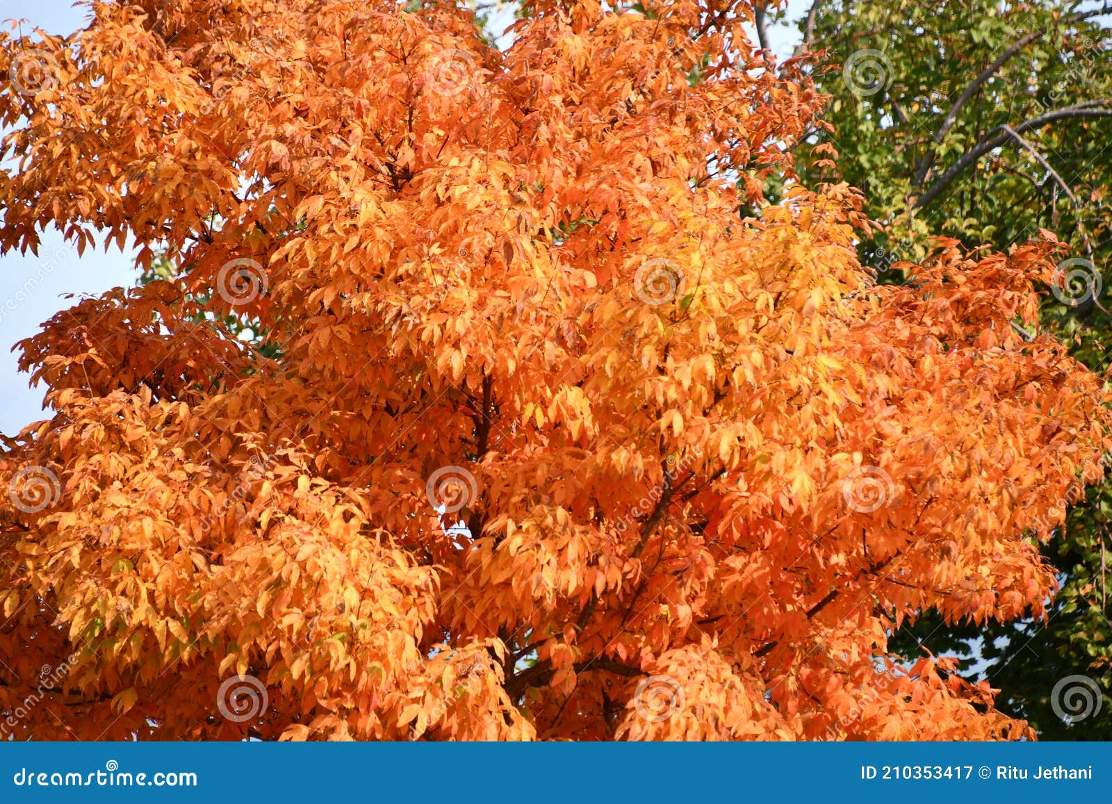 Fall Colors in Connecticut stock image. Image of landscape - 210353417