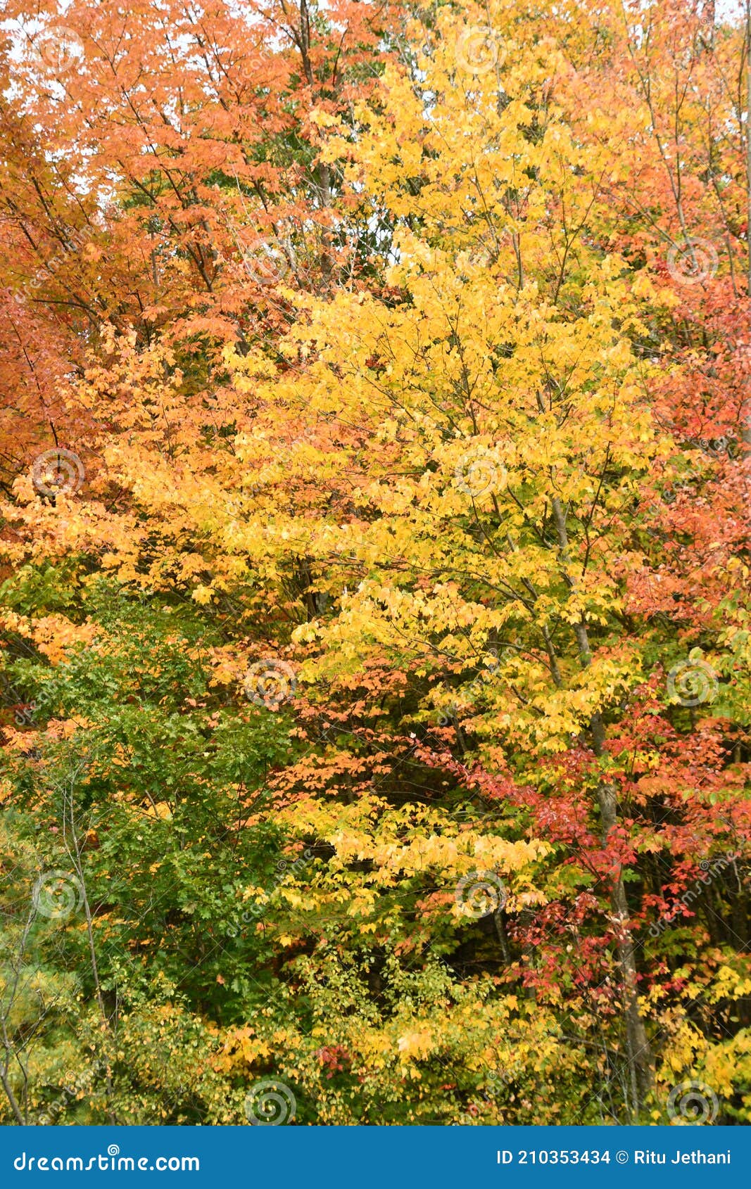 Fall Colors in Connecticut stock photo. Image of england - 210353434