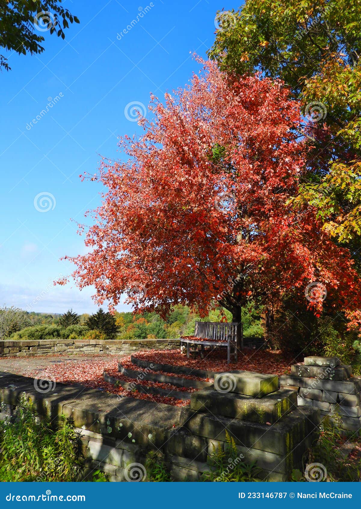 Fall Colors at Cornell Botanical Gardens Overlook Stock Image - Image ...