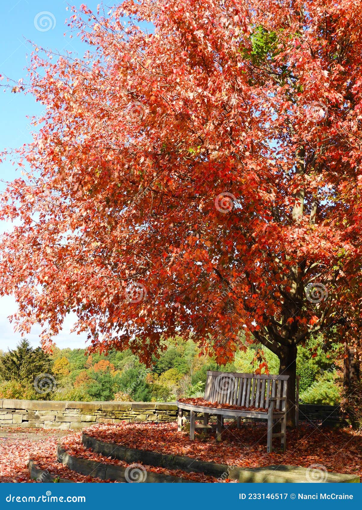 Fall Colors at Cornell University Overlook with Inviting Bench Stock ...