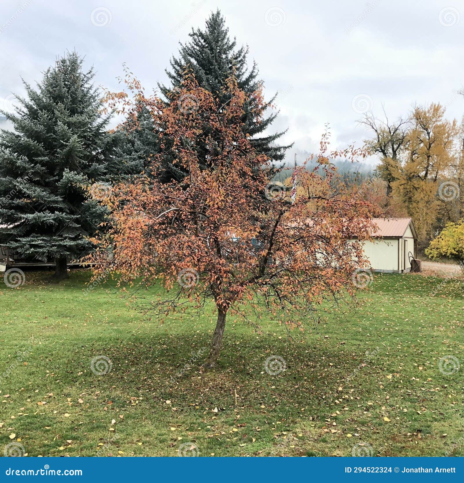 Fall Colors on Crab Apple Tree Stock Photo - Image of garage, fallen: 294522324