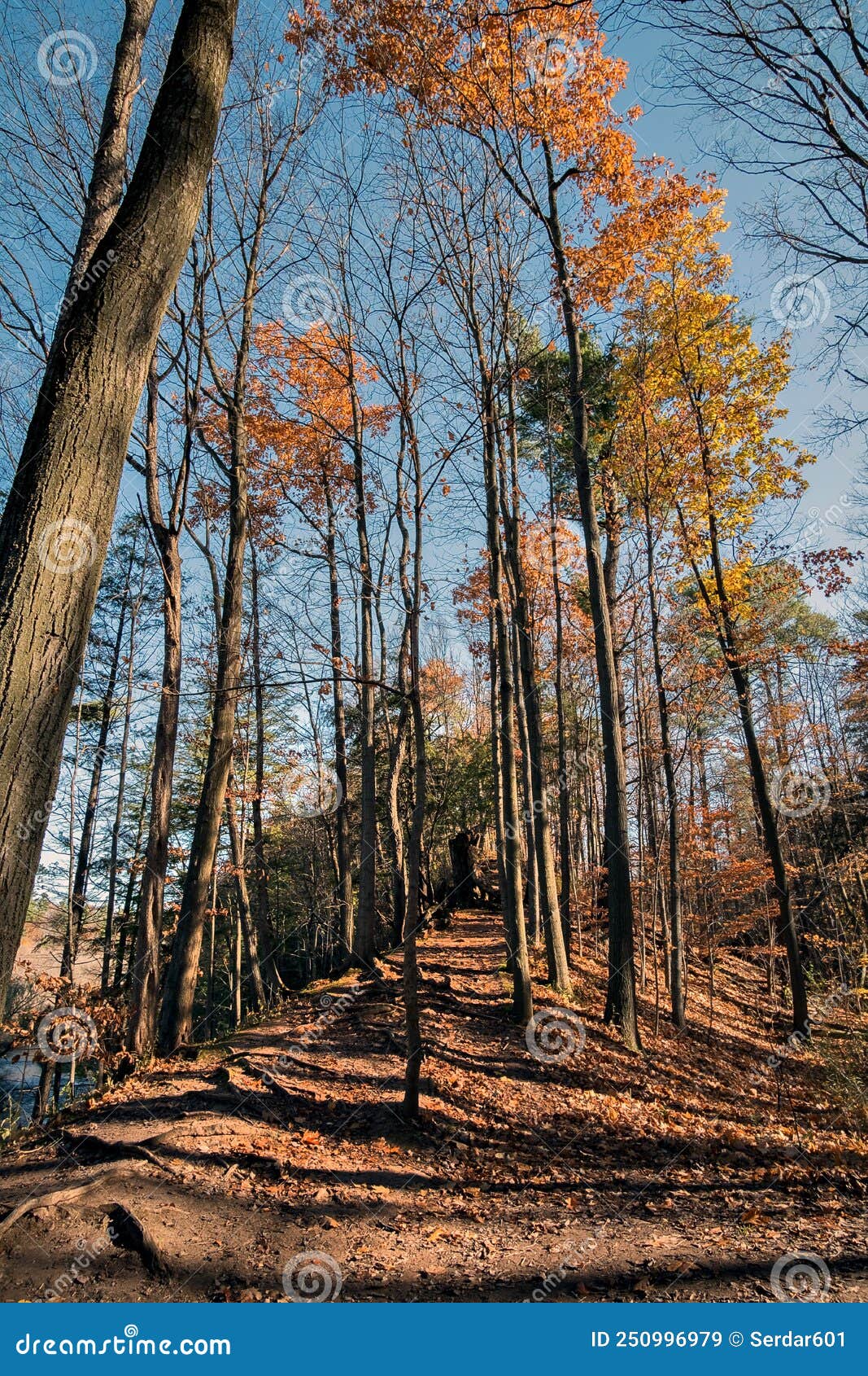 Fall colors stock image. Image of balls, trail, wood - 250996979