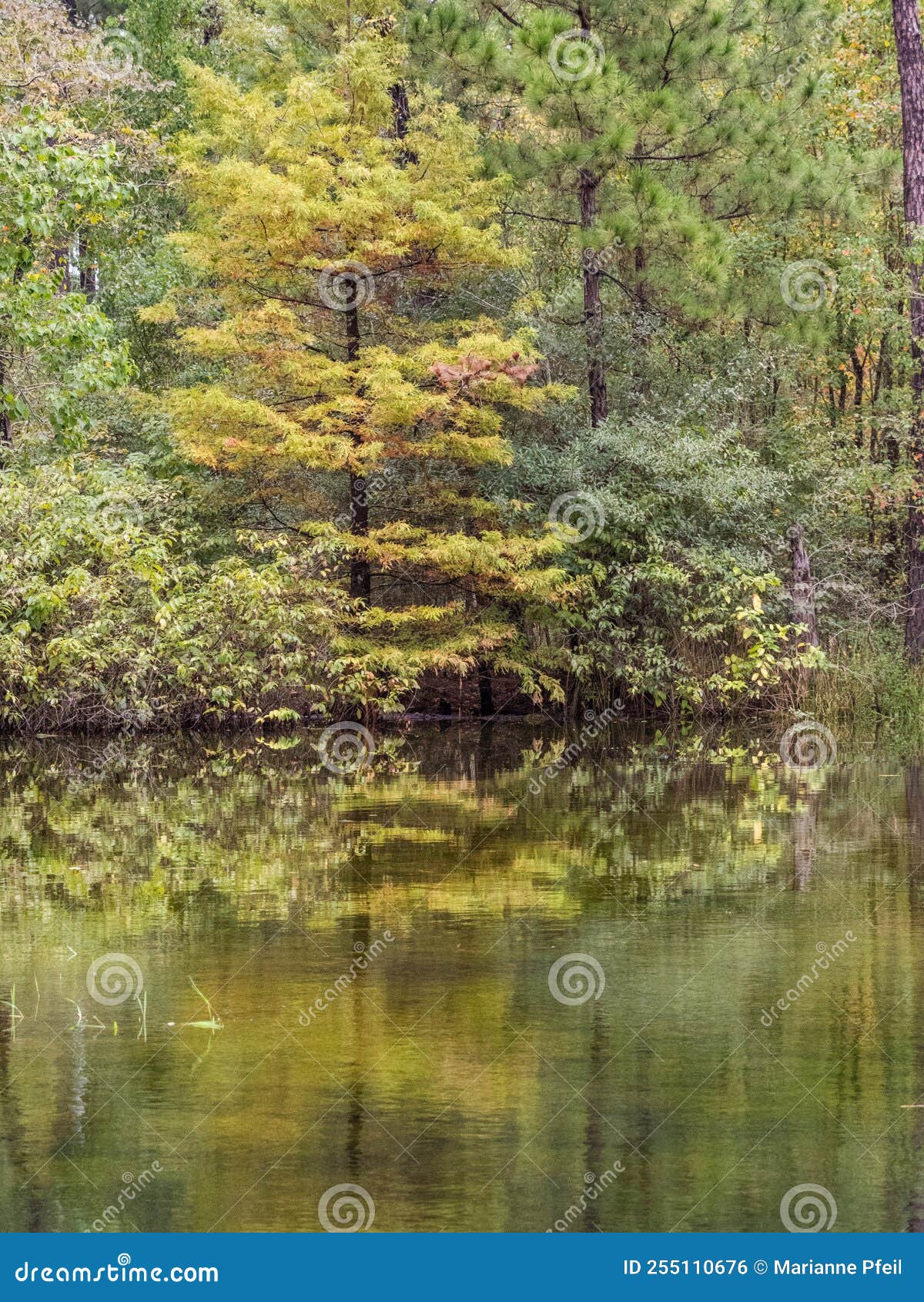 Fall Colors in the Forests of East Texas. Stock Photo - Image of ...