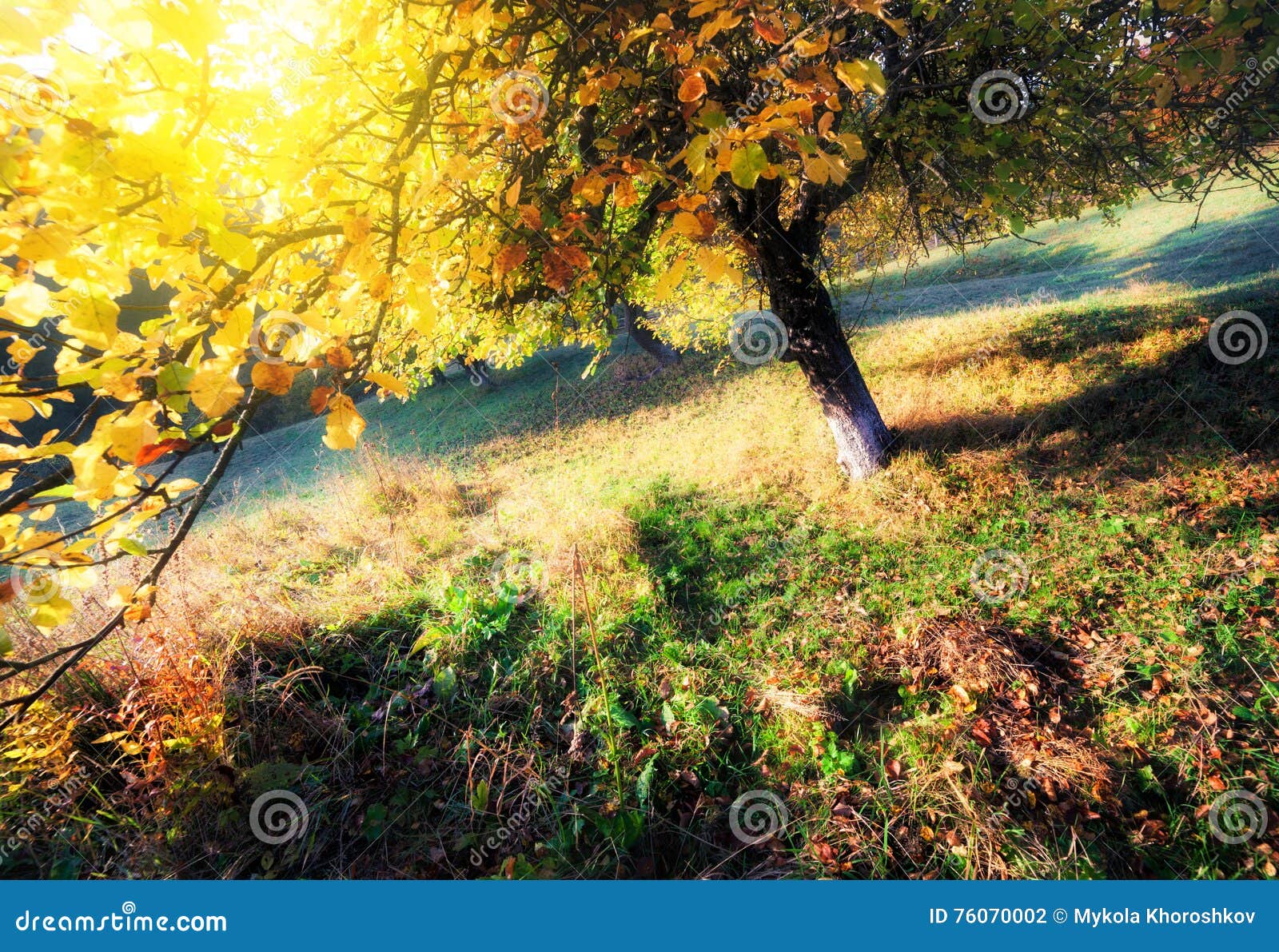 Fall colors garden stock photo. Image of fall, sunny - 76070002