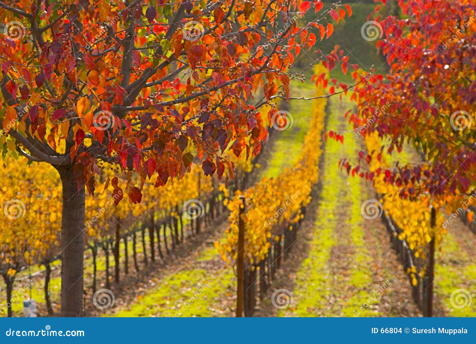 Fall colors in Grape Field stock photo. Image of rows, seasonal - 66804