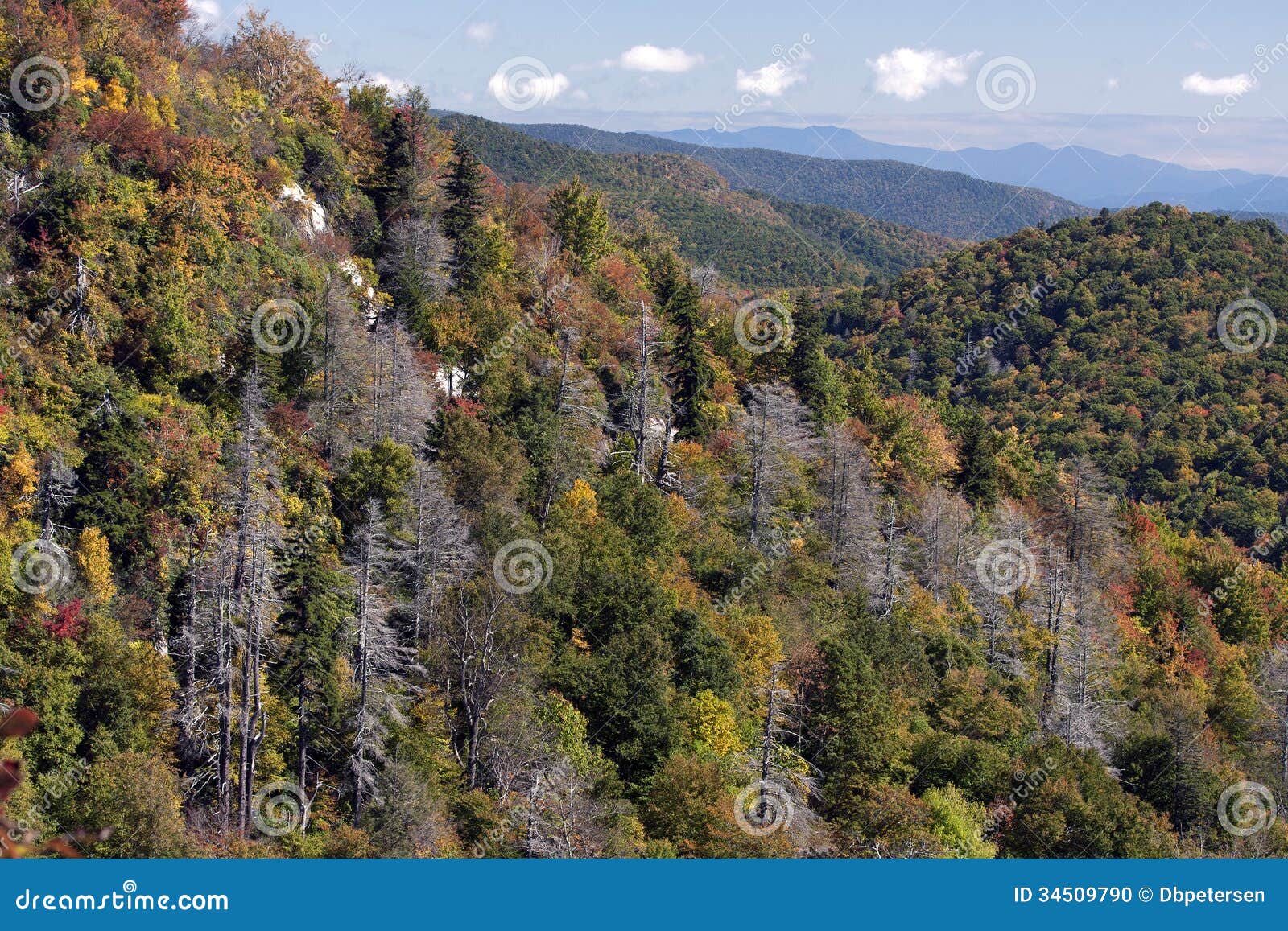 Fall Colors and Hemlock Loss Along the Blue Ridge Stock Photo - Image ...