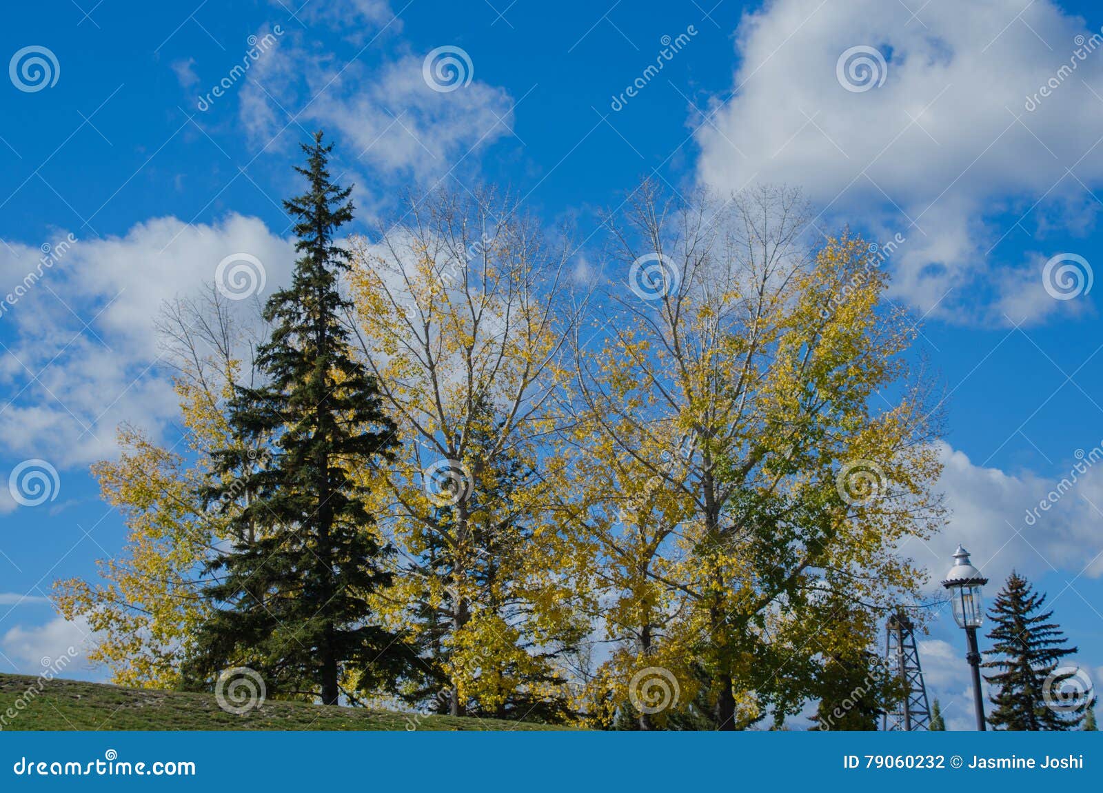 Fall Colors stock photo. Image of alberta, trees, reservoir - 79060232