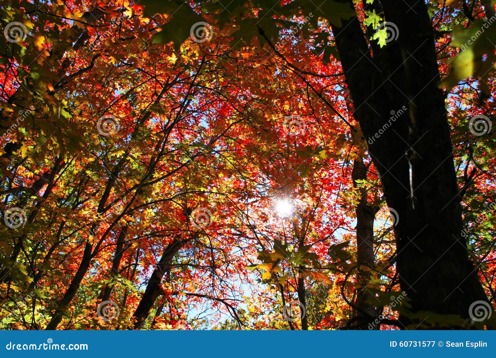 Fall colors stock image. Image of oasis, colors, maple - 60731577