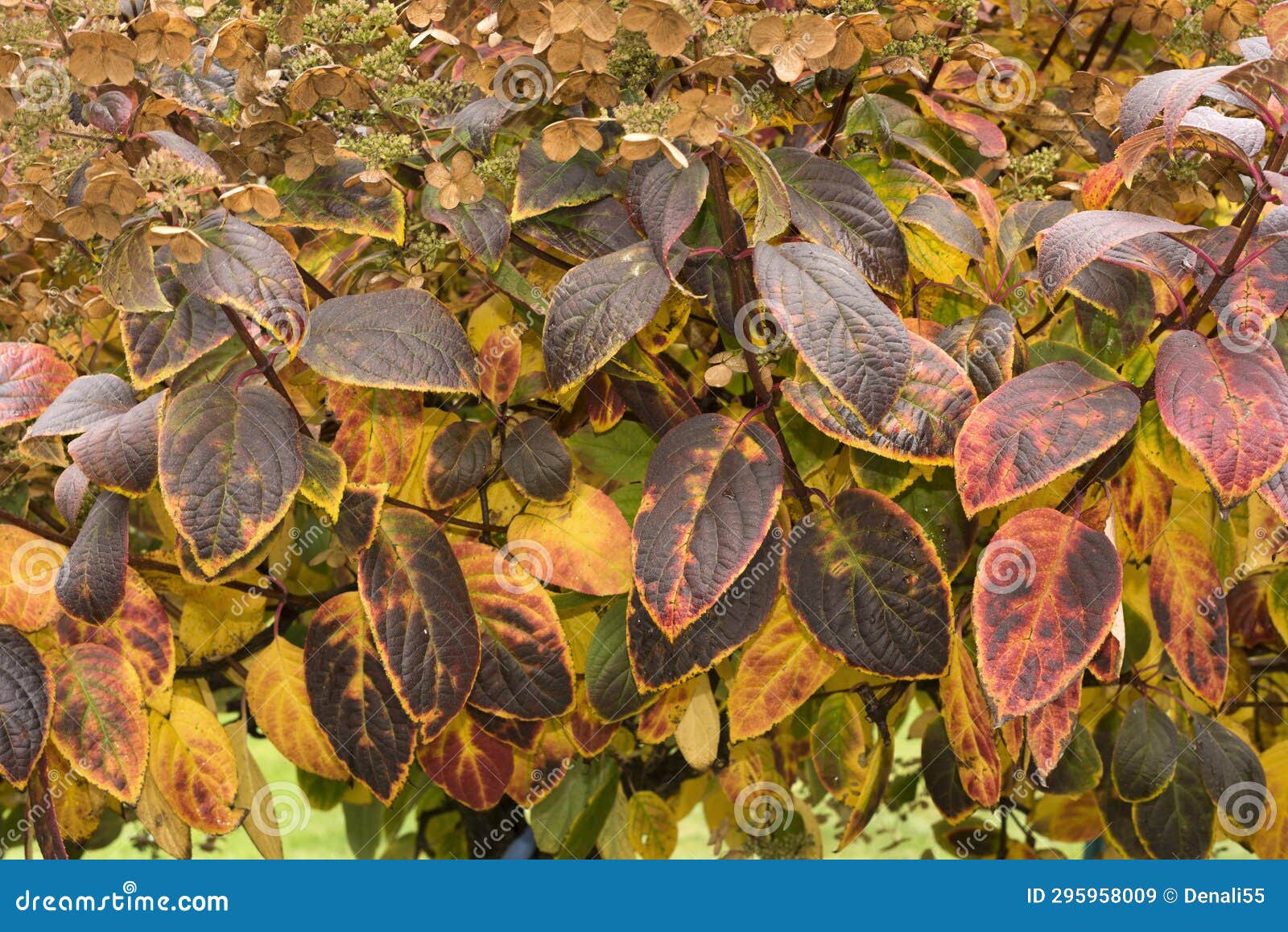 Fall Colors on Hydrangea Quick Fire Tree. Stock Image - Image of forest ...