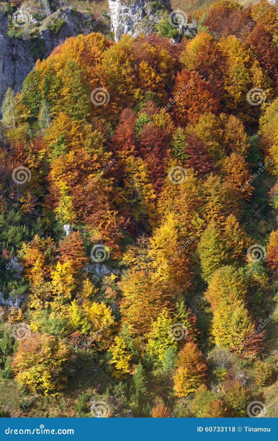 Fall Colors of Italian Alps Stock Photo - Image of plants, colors: 60733118