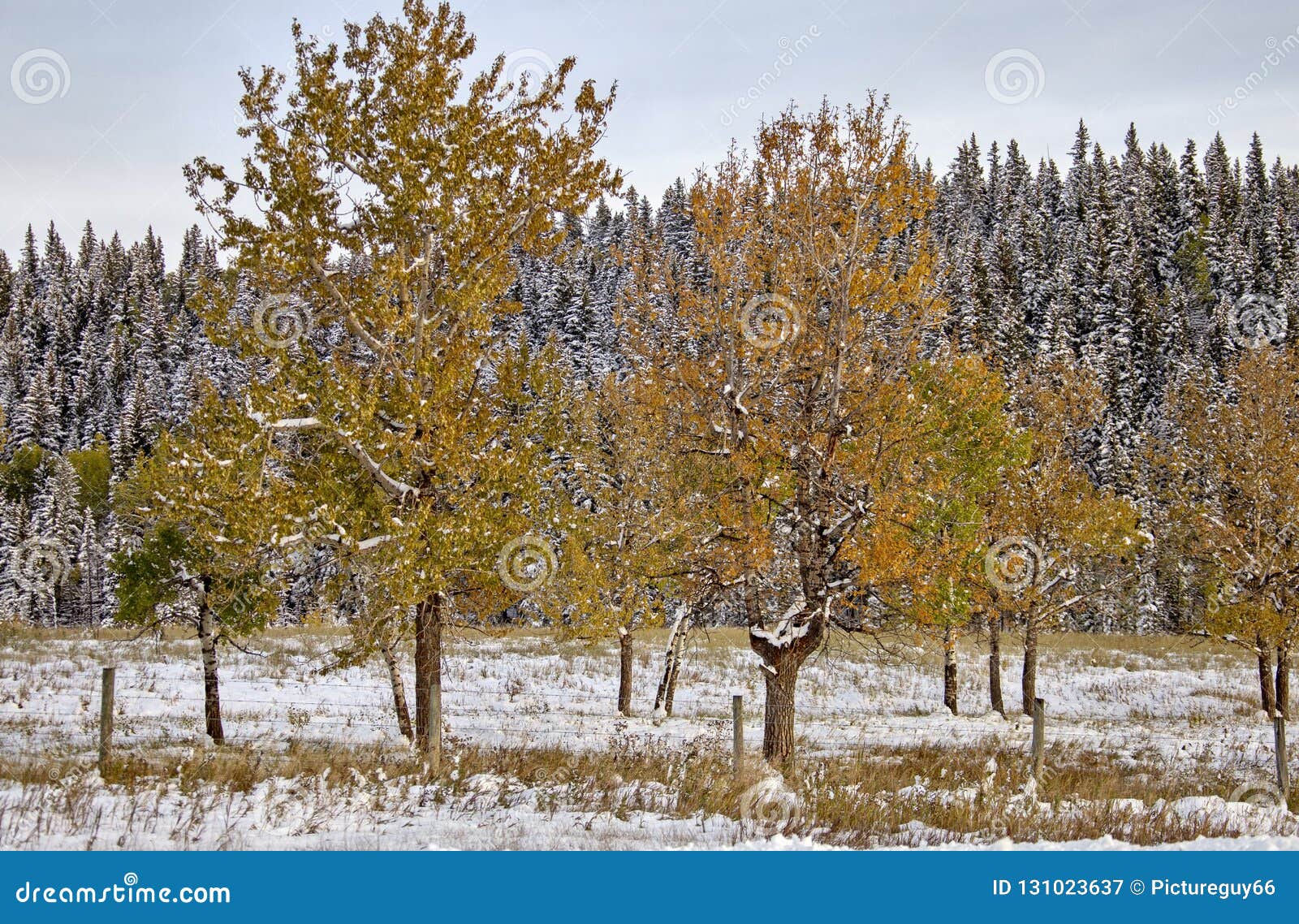 Fall Colors Kananaskis stock image. Image of color, hill - 131023637