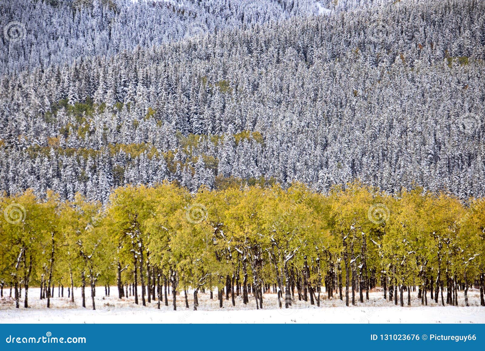 Fall Colors Kananaskis stock photo. Image of beautiful - 131023676