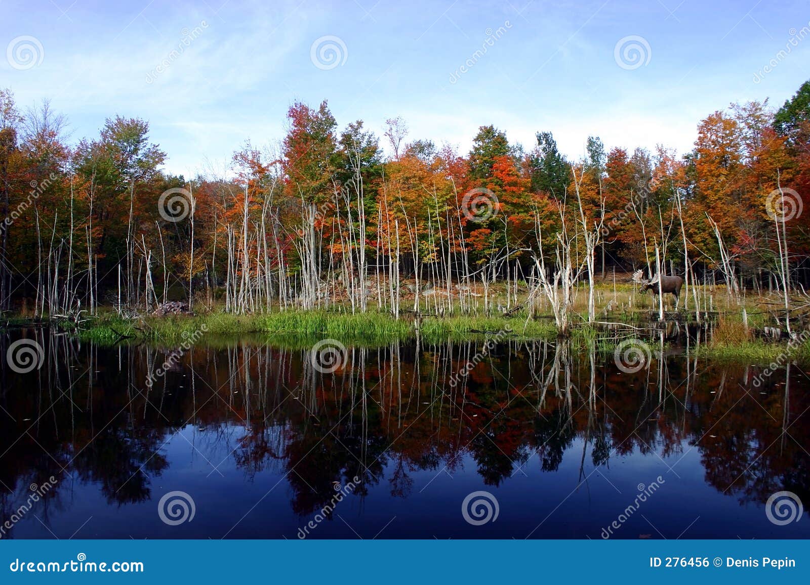 Fall Colors by the Lake stock photo. Image of leaf, north - 276456