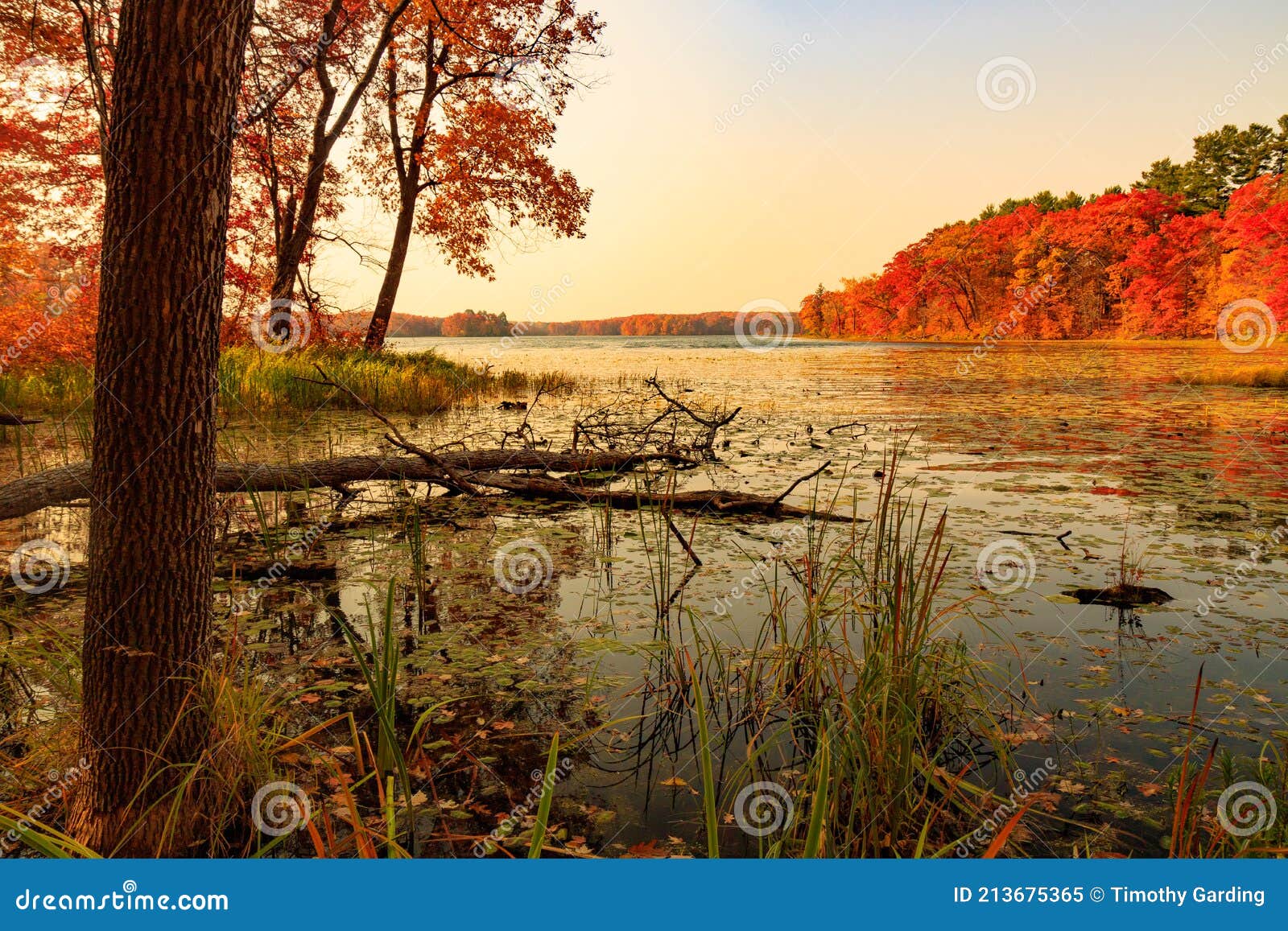 Fall Colors by the Lake stock image. Image of lake, water - 213675365