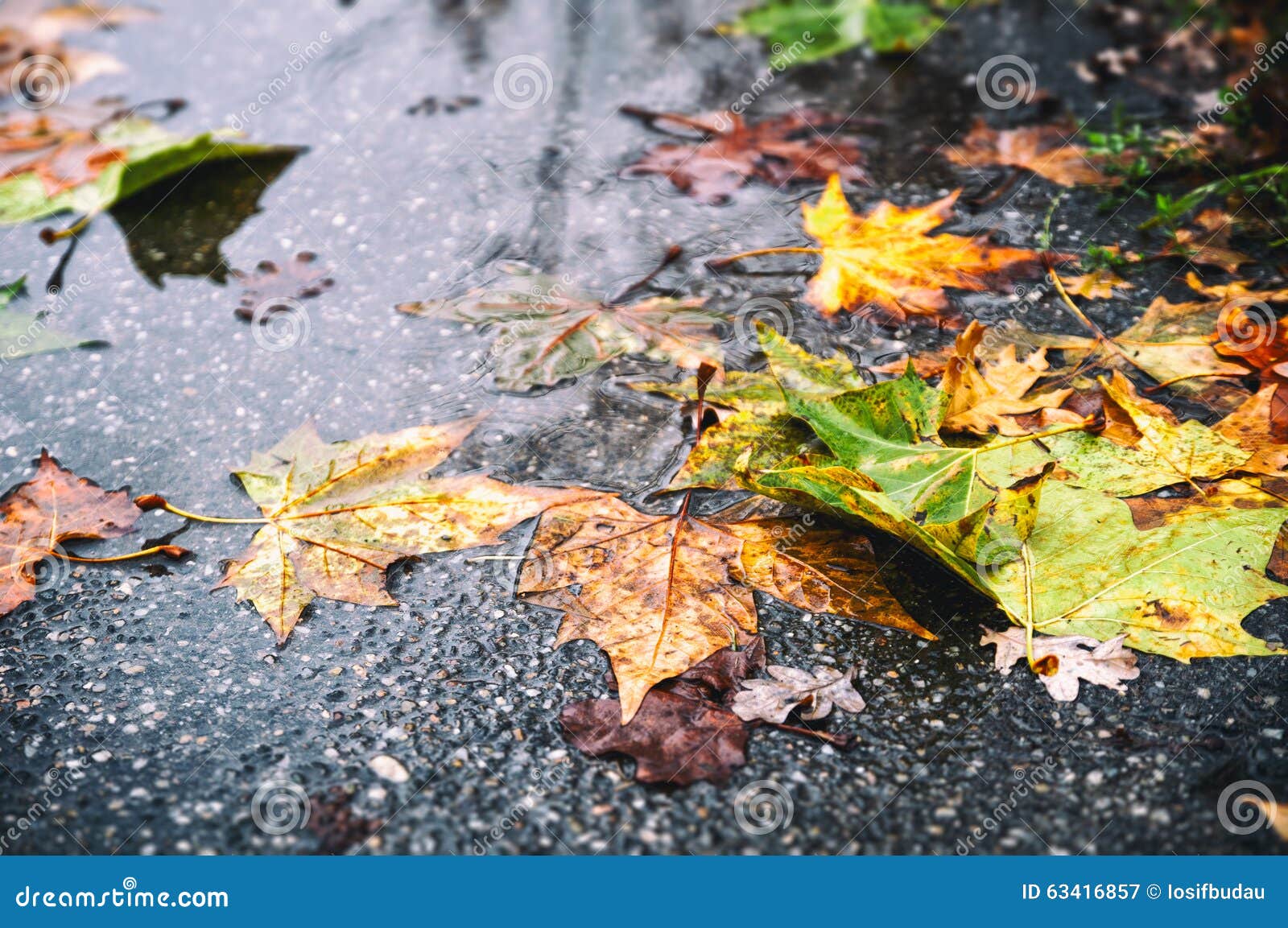 Fall colors stock image. Image of outdoor, ground, fall - 63416857