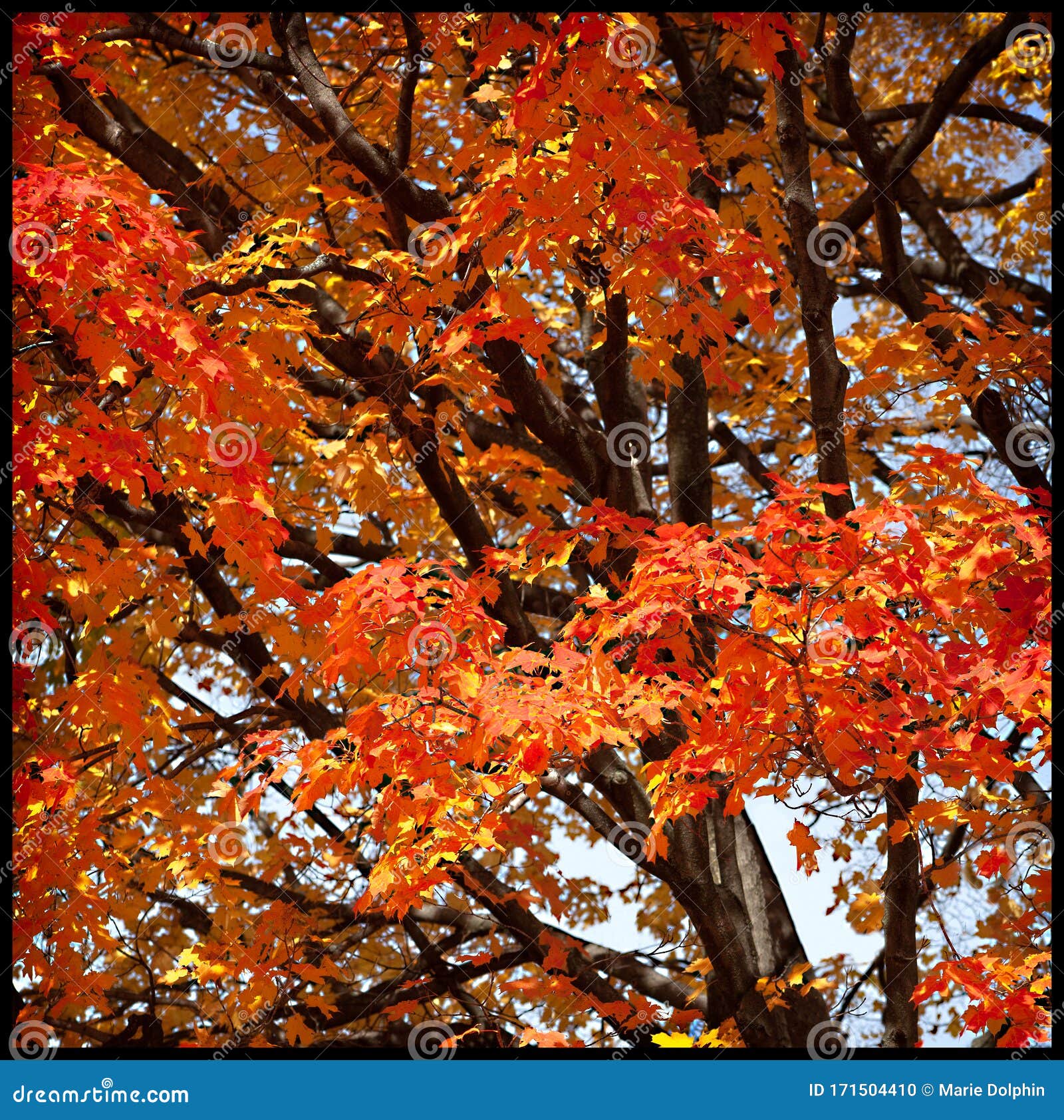 Fall Foilage Colors- Bright Colored Leaves on Midwestern Tree Stock ...