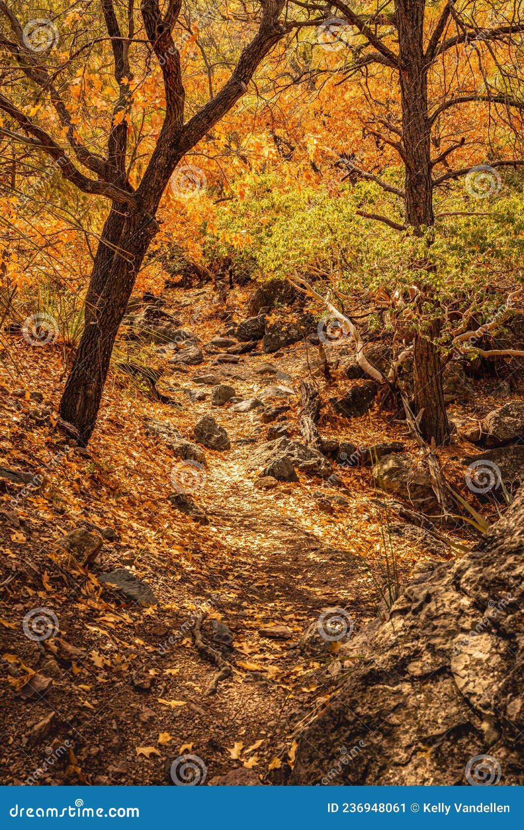 Fall Colors Line the Pine Canyon Trail Stock Image - Image of hills ...