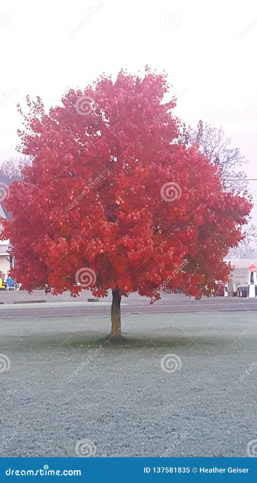Pretty in red stock image. Image of fall, little, pretty - 137581835