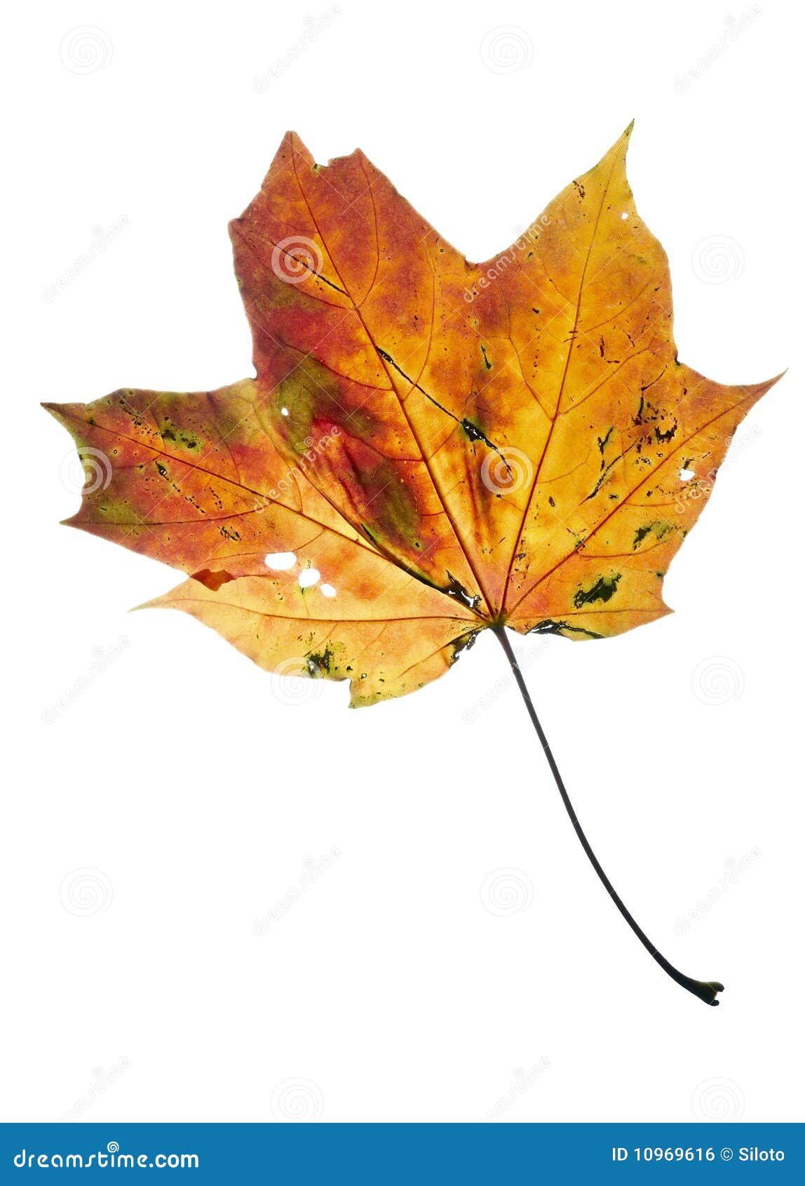 Fall colors - maple leaf stock photo. Image of abstraction - 10969616