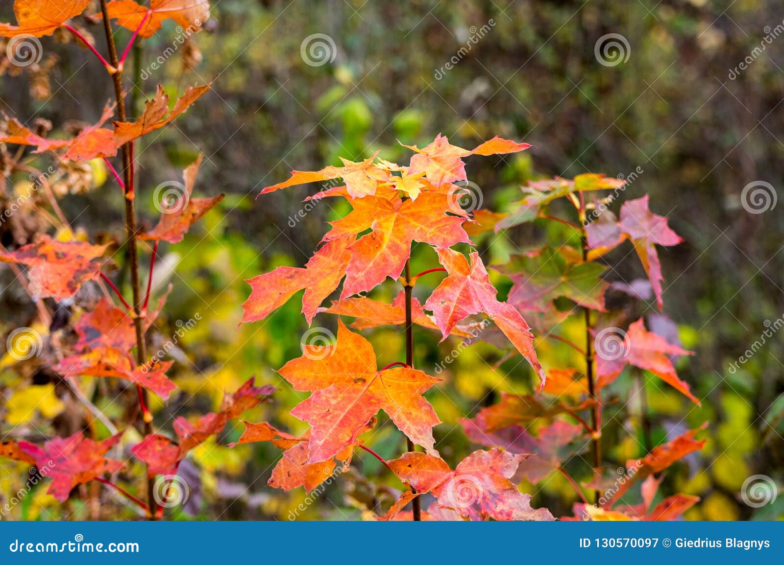 Fall colors of maple stock image. Image of beauty, forest - 130570097