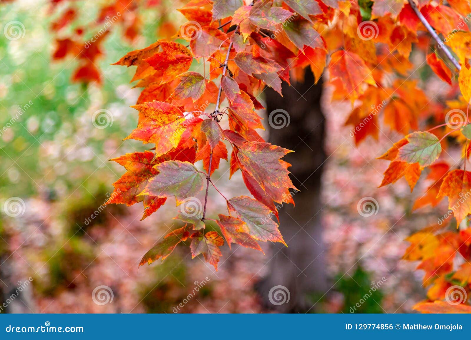 Fall Colors of Maple Tree Leafs Stock Photo - Image of leaf, redyellow ...