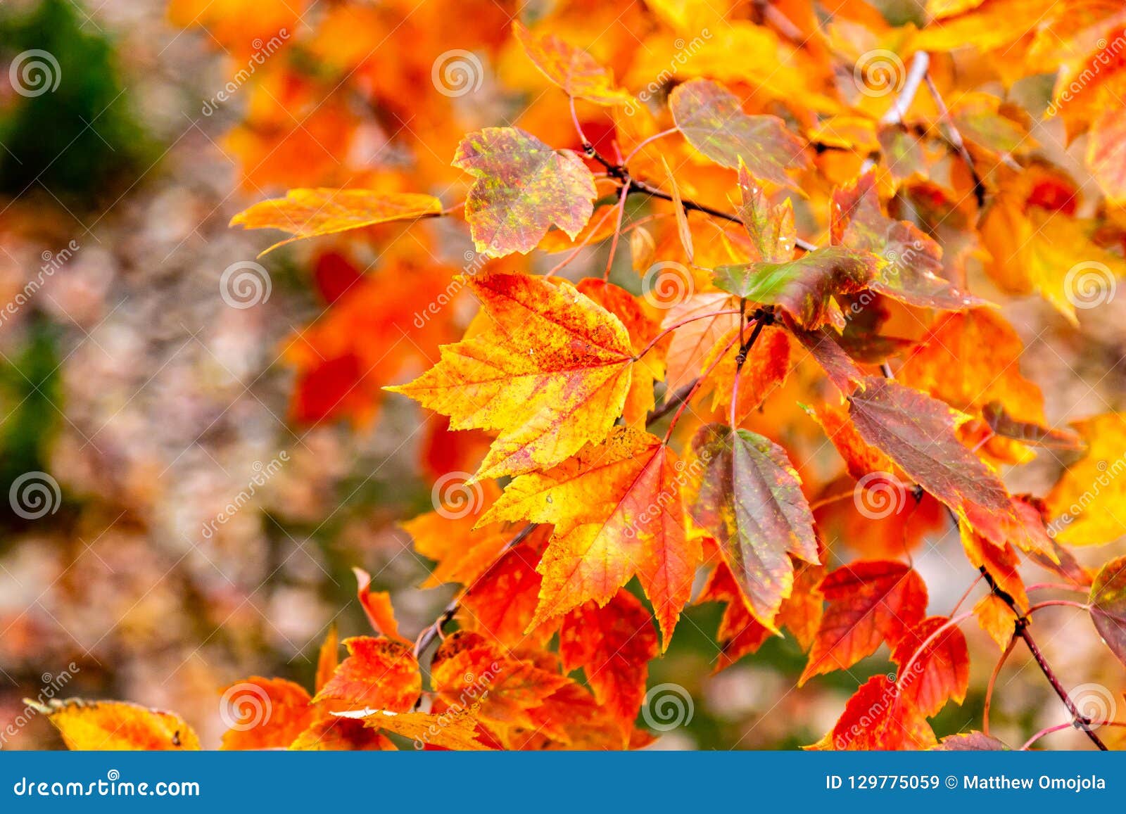 Fall Colors of Maple Tree Leafs Stock Image - Image of leaf, fall ...