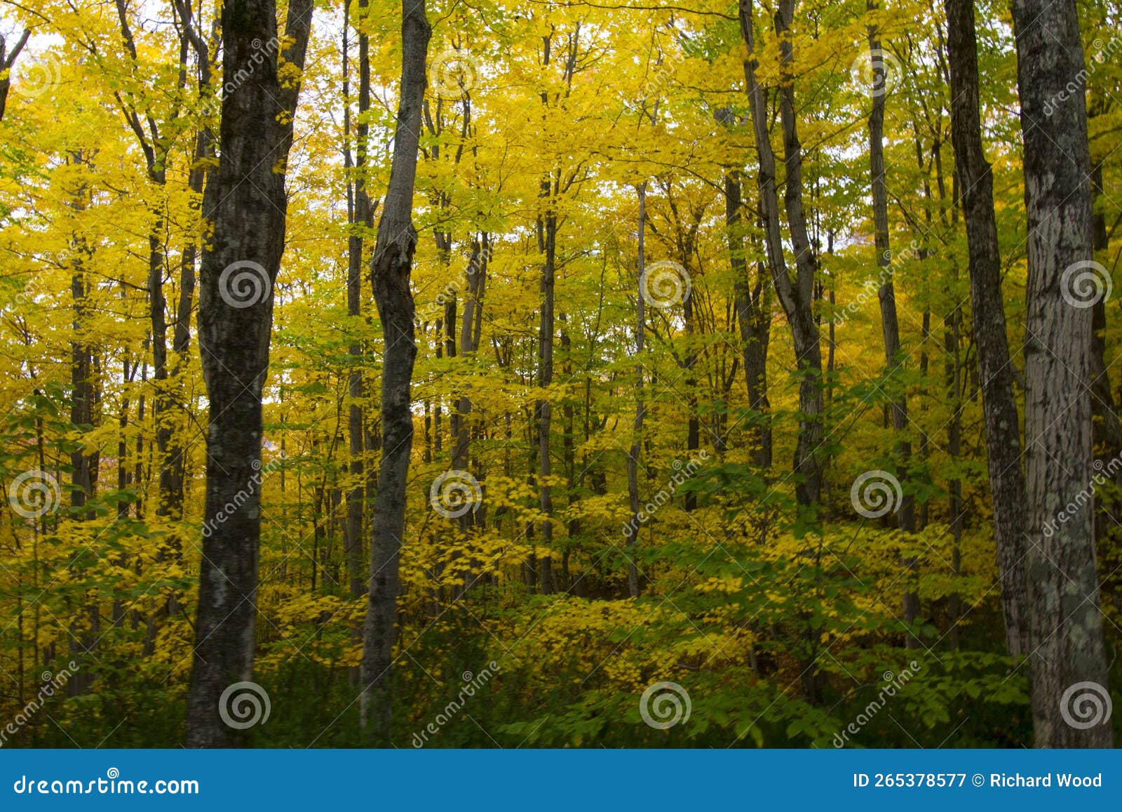 Fall Colors, Upper Peninsula of Michigan Stock Image - Image of ...