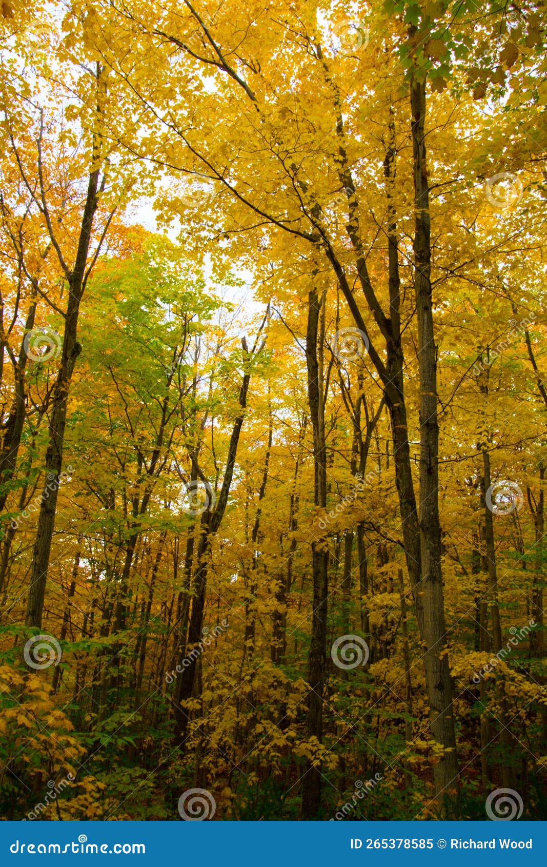 Fall Colors, Upper Peninsula of Michigan Stock Image - Image of ...