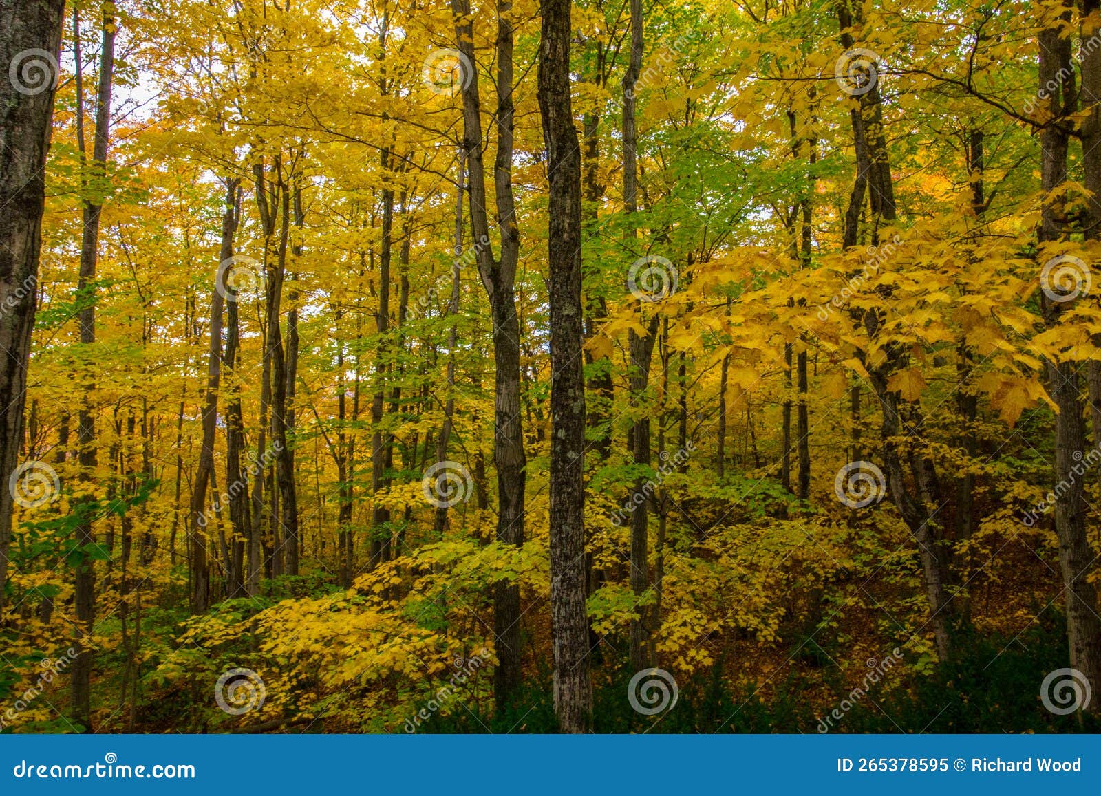 Fall Colors, Upper Peninsula of Michigan Stock Image - Image of fall ...