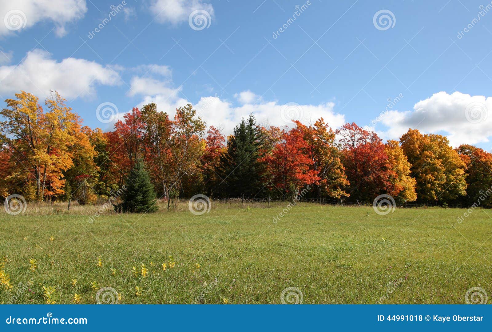 Fall colors in Minnesota stock photo. Image of puffy - 44991018