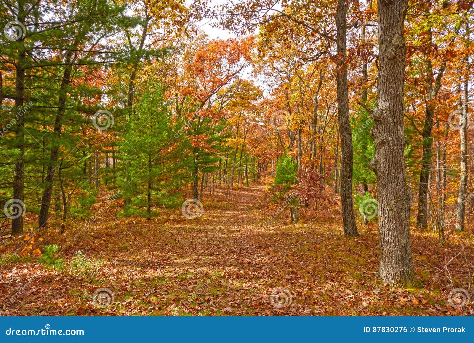 Fall Colors in a MIxed Forest Stock Photo - Image of autumn, scenic ...