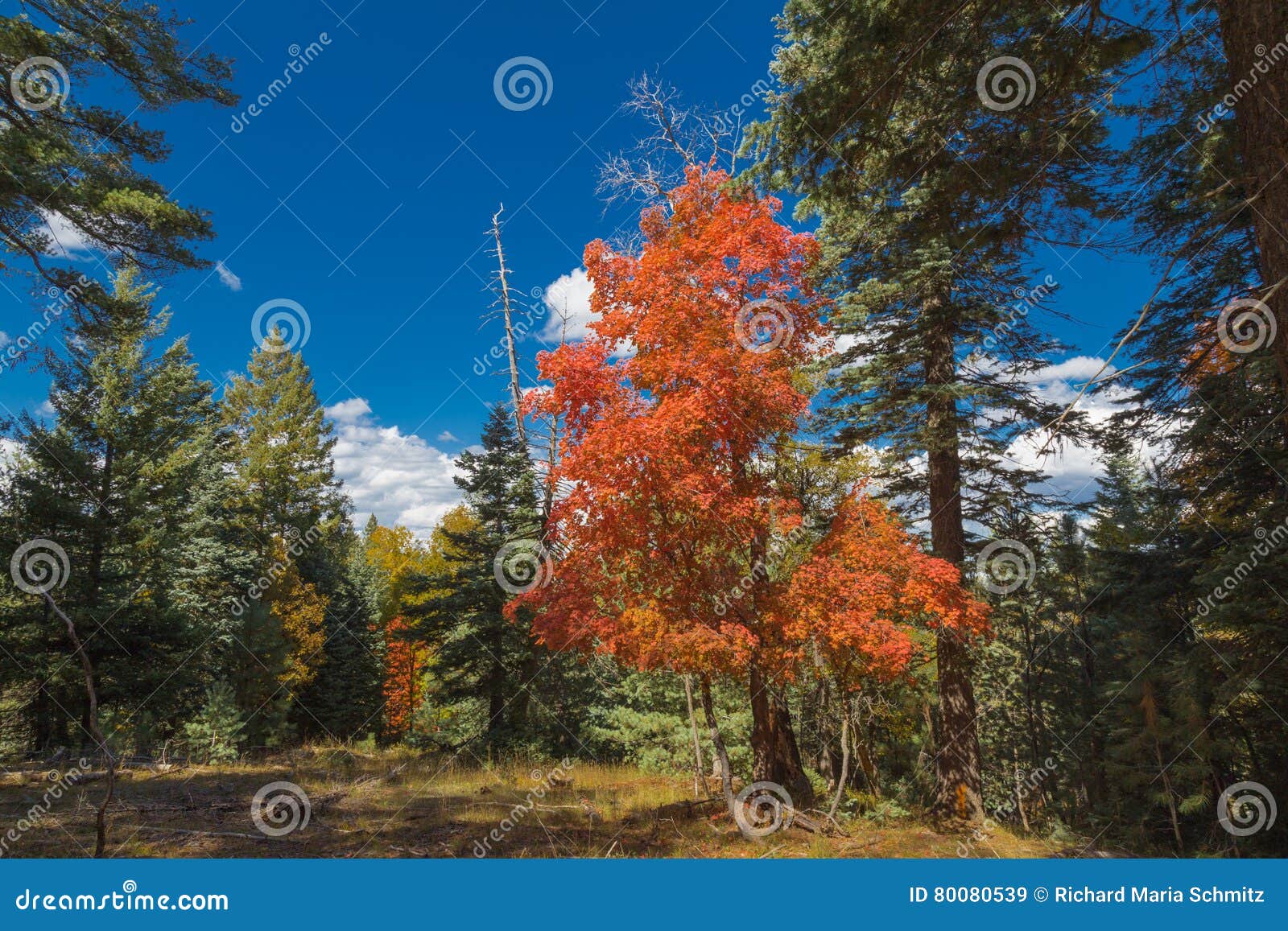 Fall colors stock image. Image of payson, tree, arizona - 80080539