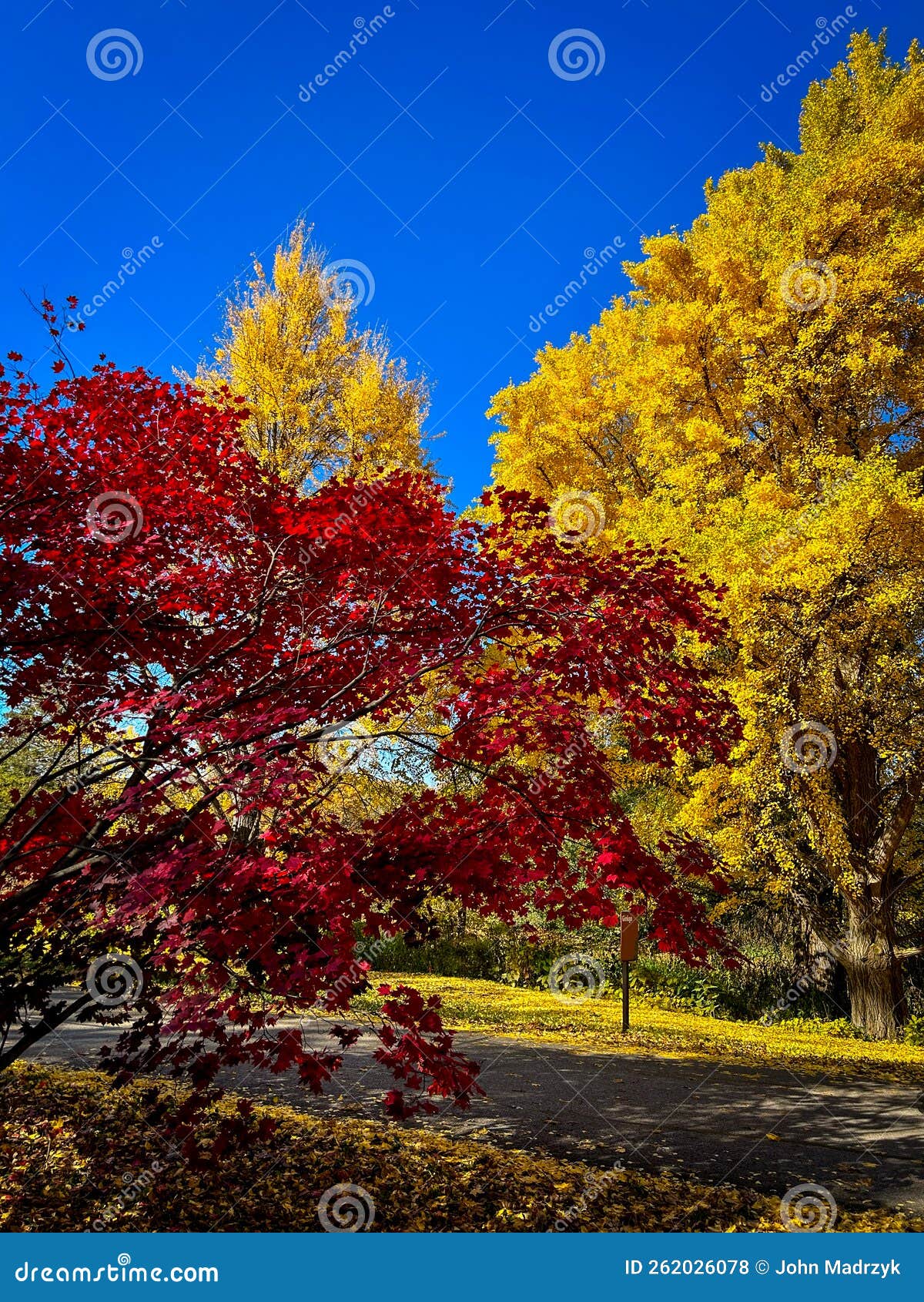 Fall Colors in the Morton Arboretum Stock Photo - Image of season ...