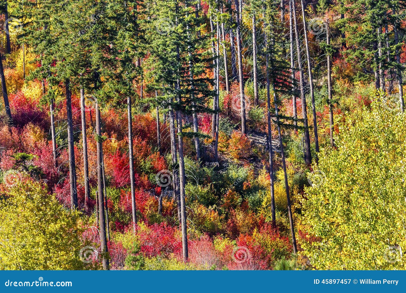 Stevens Pass Ski Resort Royalty-Free Stock Photography | CartoonDealer ...