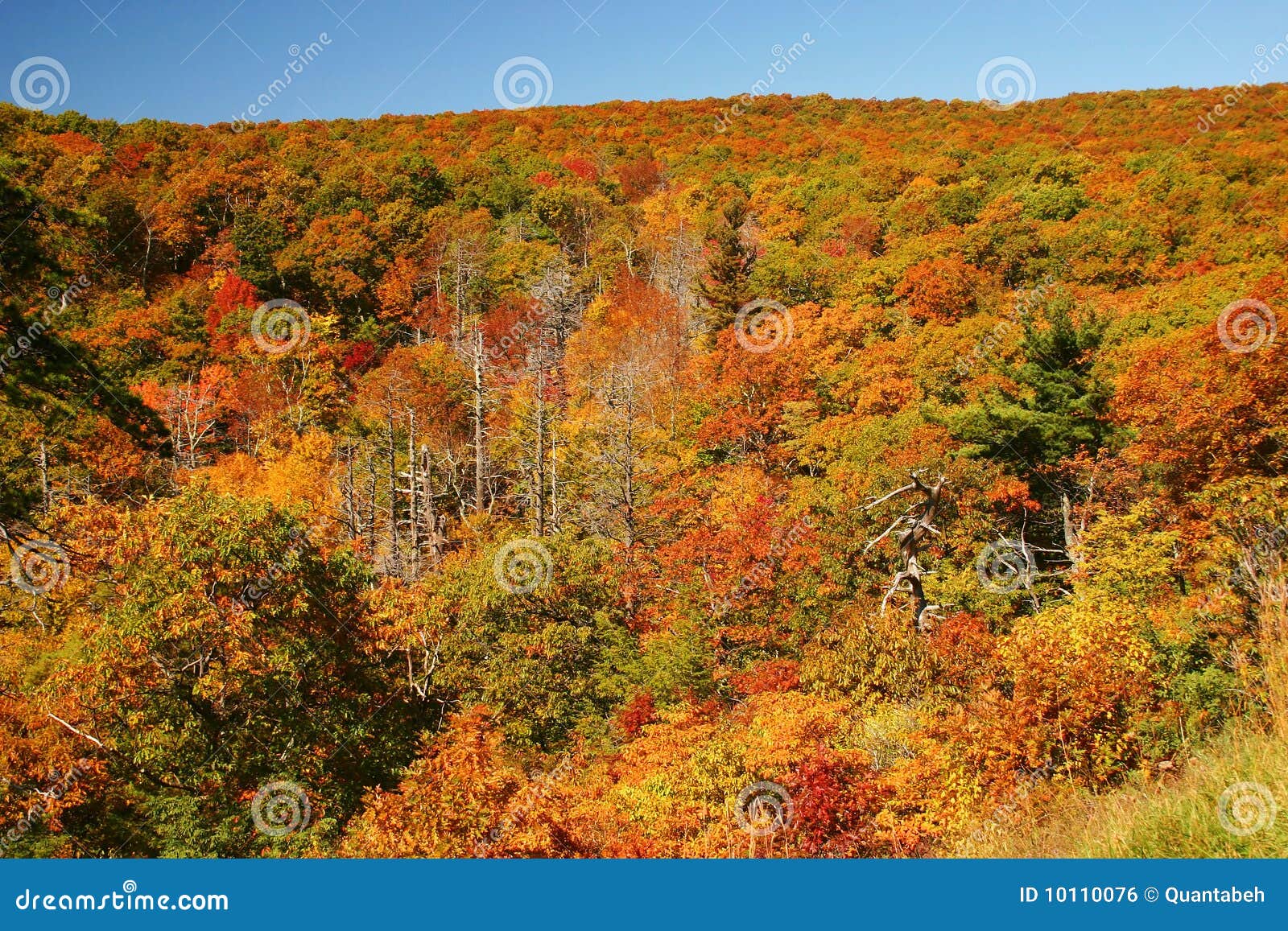 Fall Colors in the Mountains Stock Photo - Image of colorful, woods ...