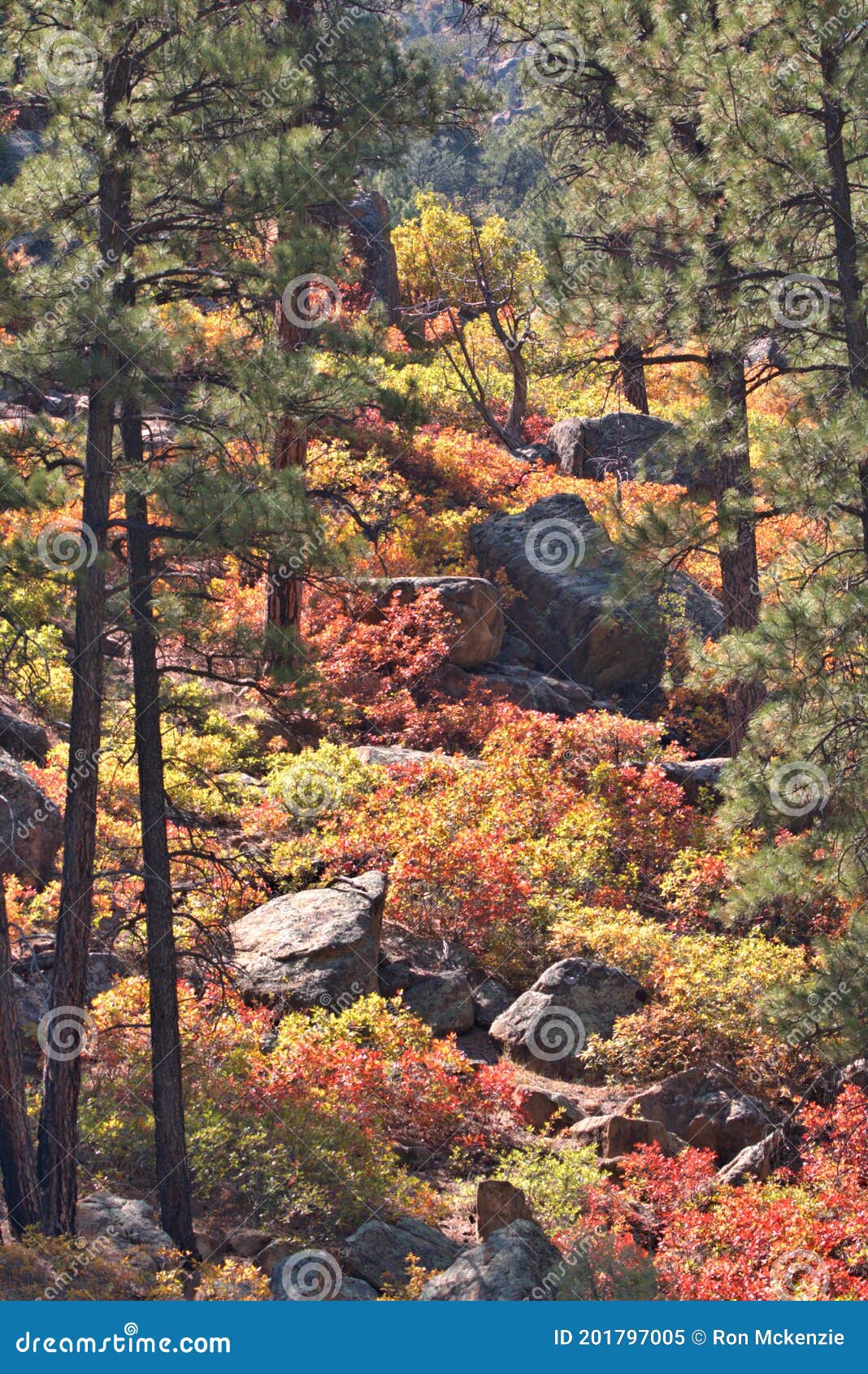 Fall Colors in the Mountains Stock Image - Image of bush, hikers: 201797005