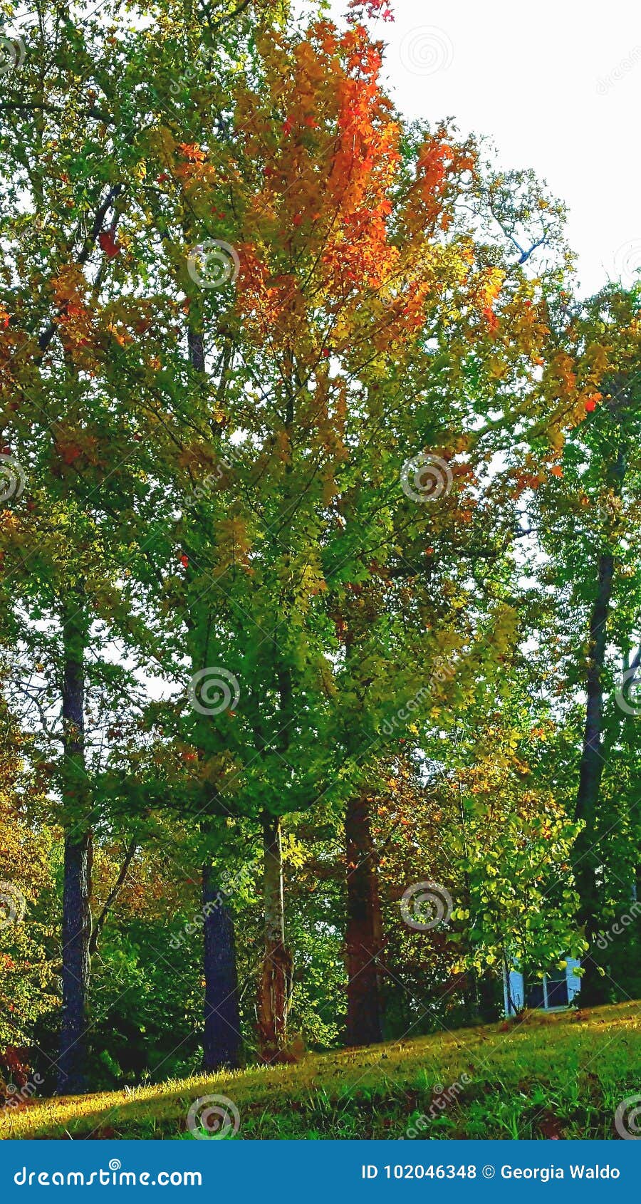 Rainbow tree in fall stock photo. Image of tree, fall - 102046348