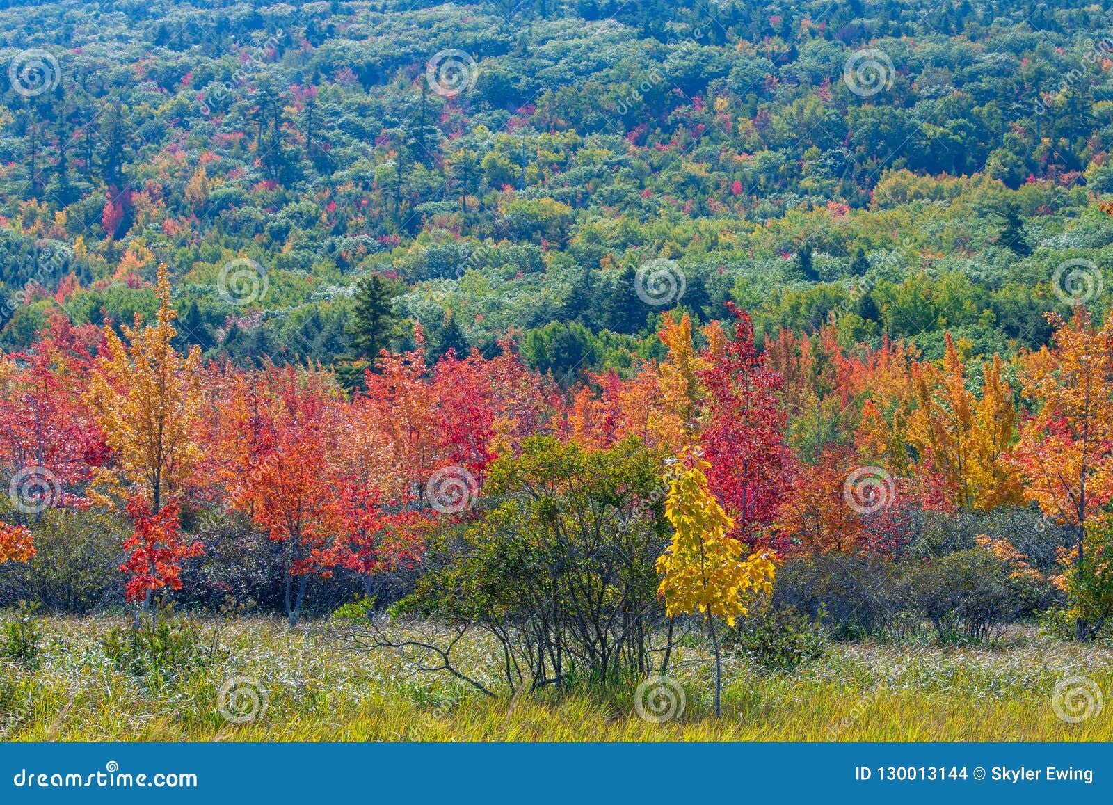Color changing in autumn stock photo. Image of fall - 130013144