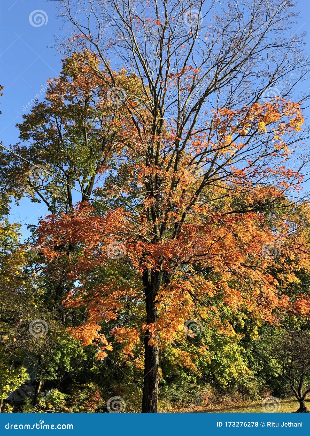 Fall Colors in Connecticut stock photo. Image of landscape - 173276278