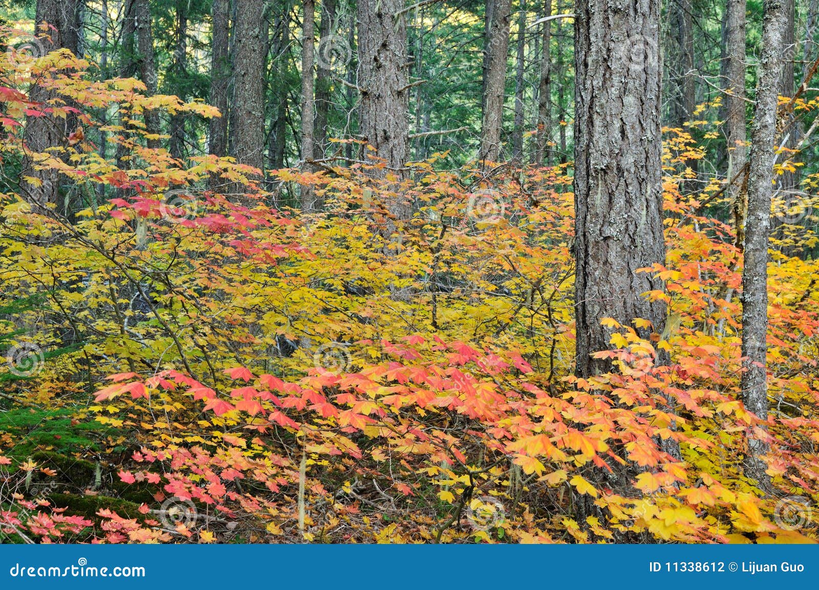 Fall Colors in North Cascades National Park Stock Photo - Image of tree ...