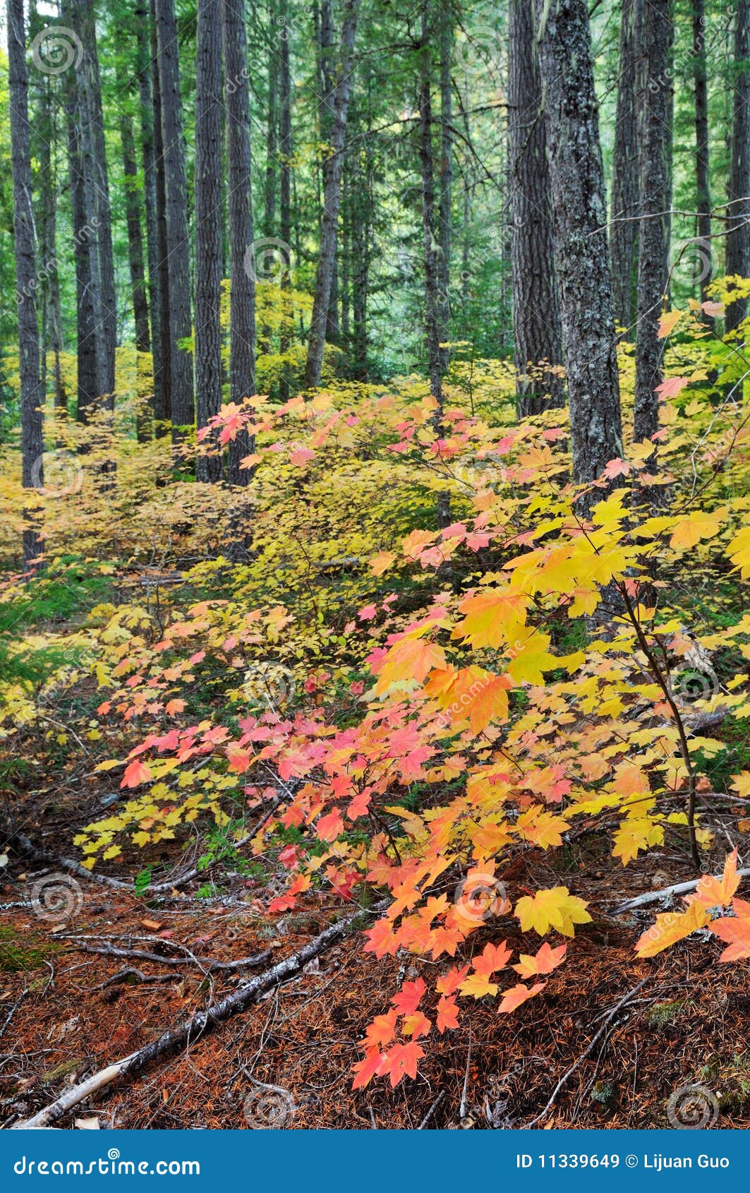 Fall Colors in North Cascades National Park Stock Image - Image of ...
