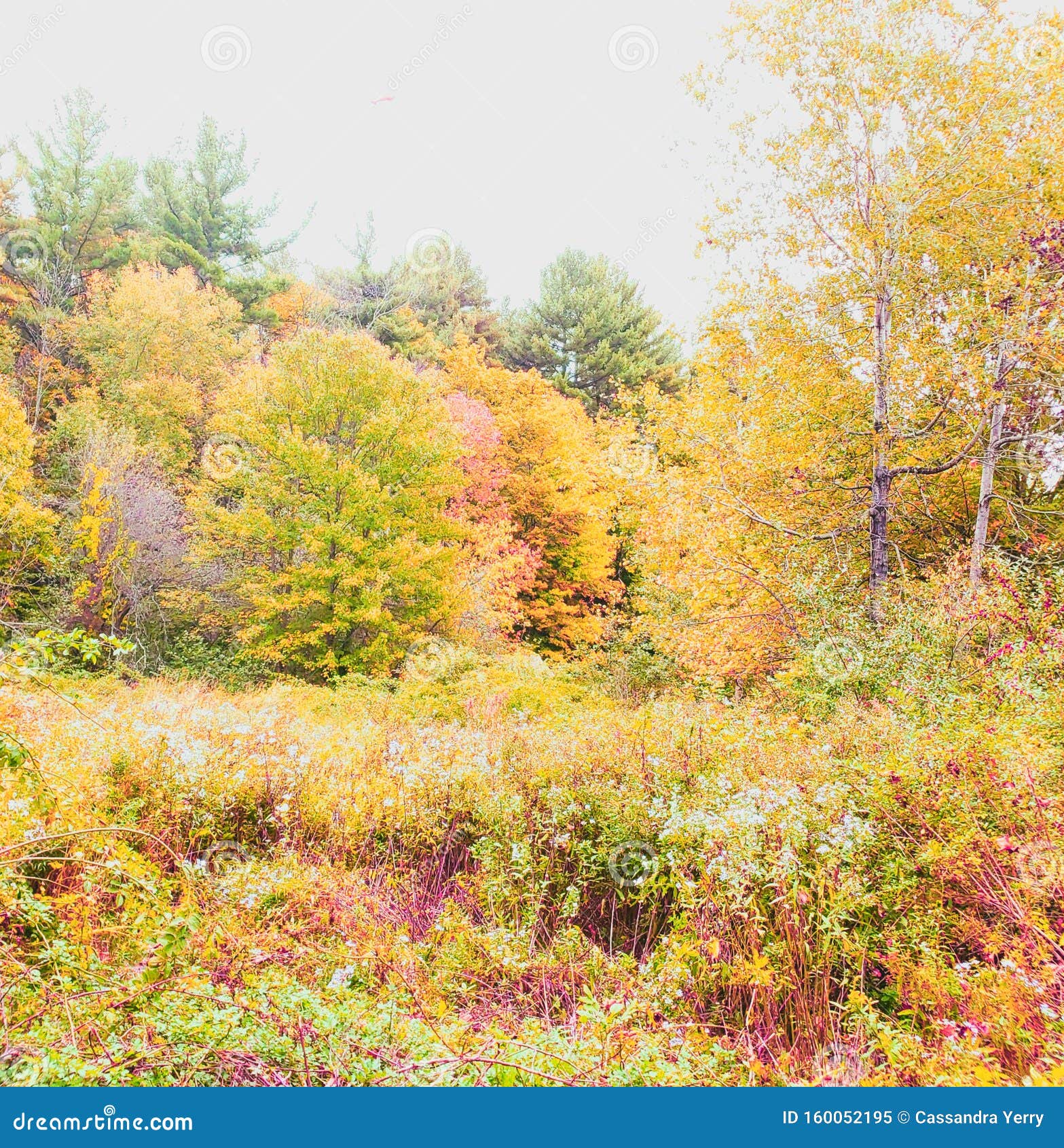 Fall colors in october stock image. Image of colors - 160052195