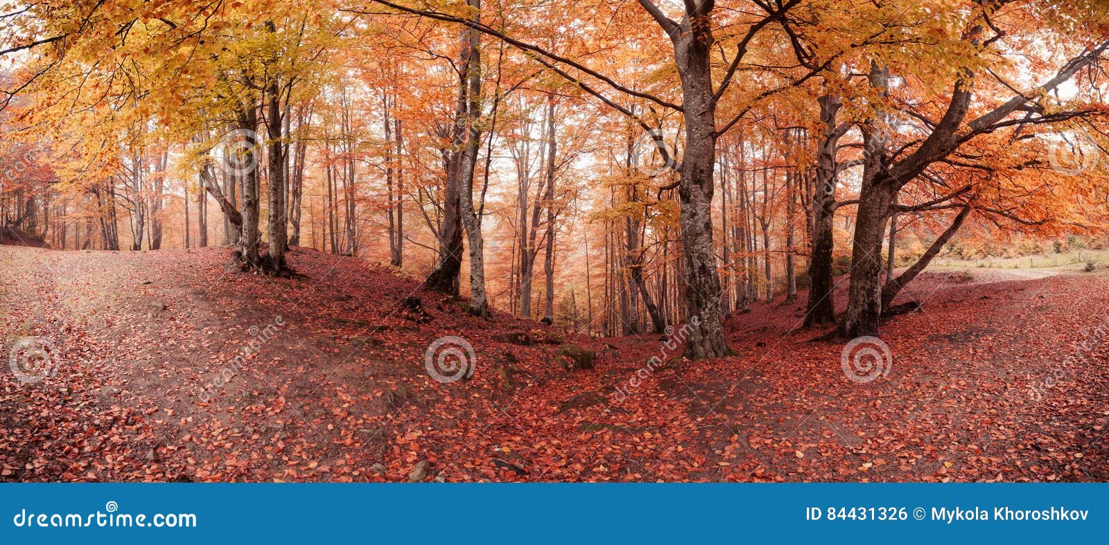 Fall colors old woodland stock photo. Image of stone - 84431326