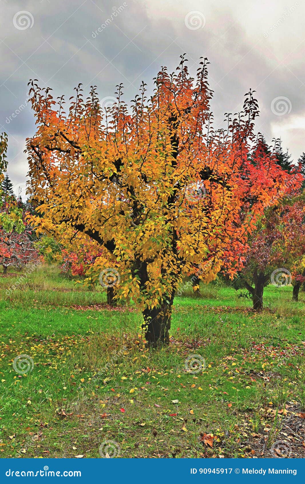 Fall Colors in the orchard stock image. Image of apple - 90945917