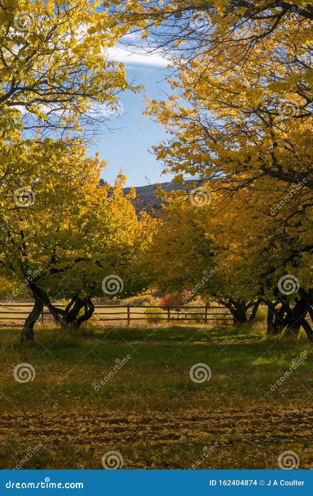 Fall Colors in the Orchards at Capital Reef, Fruita District, Utah ...