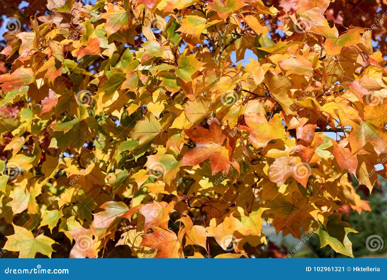 Fall Colors of Pacific Sunset Maple Trees, Marion County, Western ...