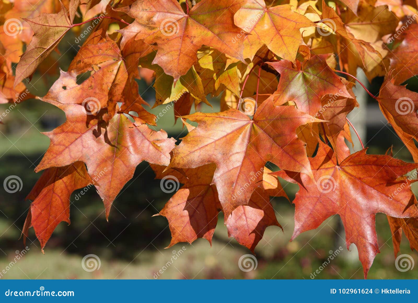 Fall Colors of Pacific Sunset Maple Trees, Marion County, Western ...