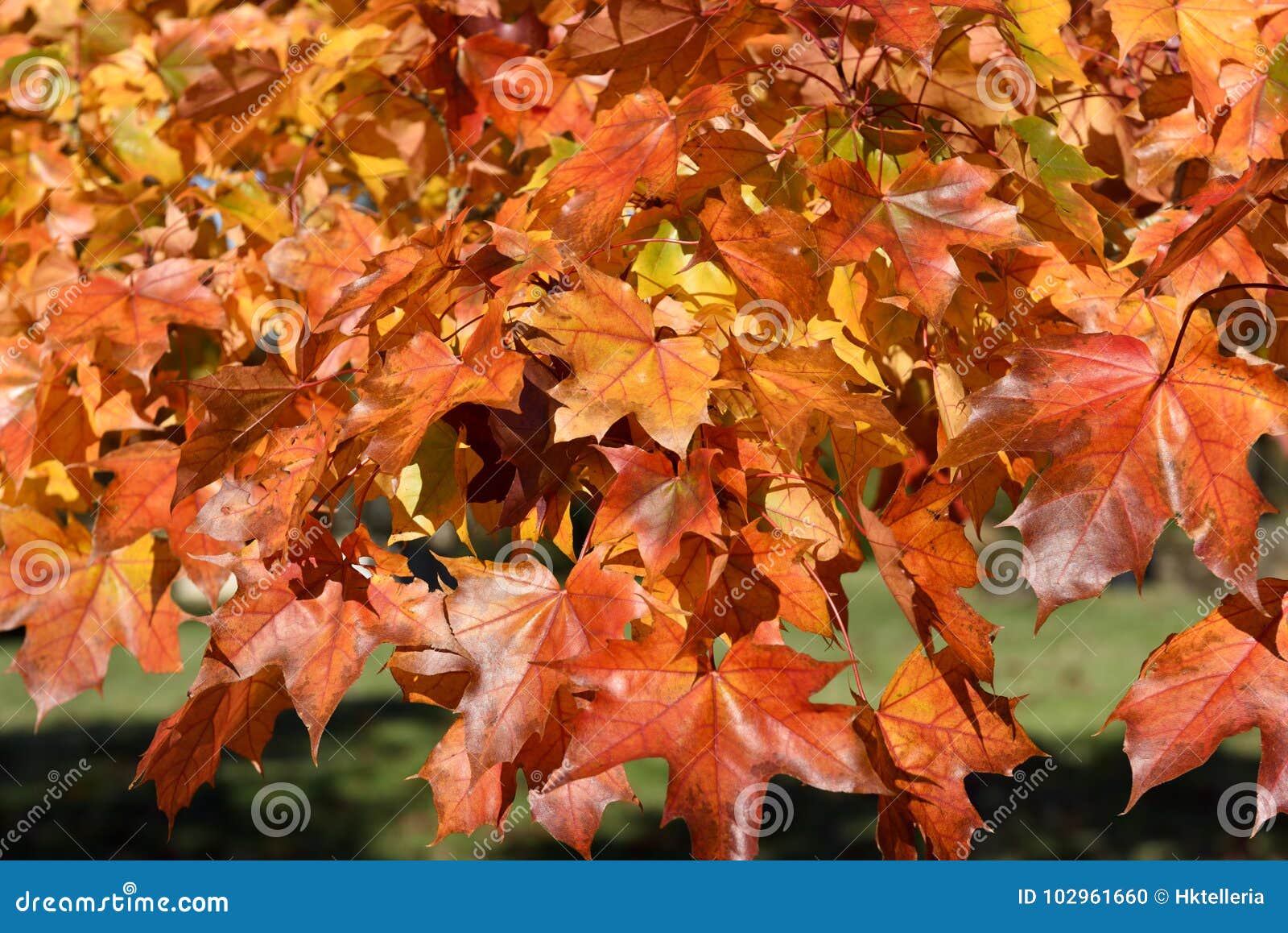 Fall Colors of Pacific Sunset Maple Trees, Marion County, Western ...