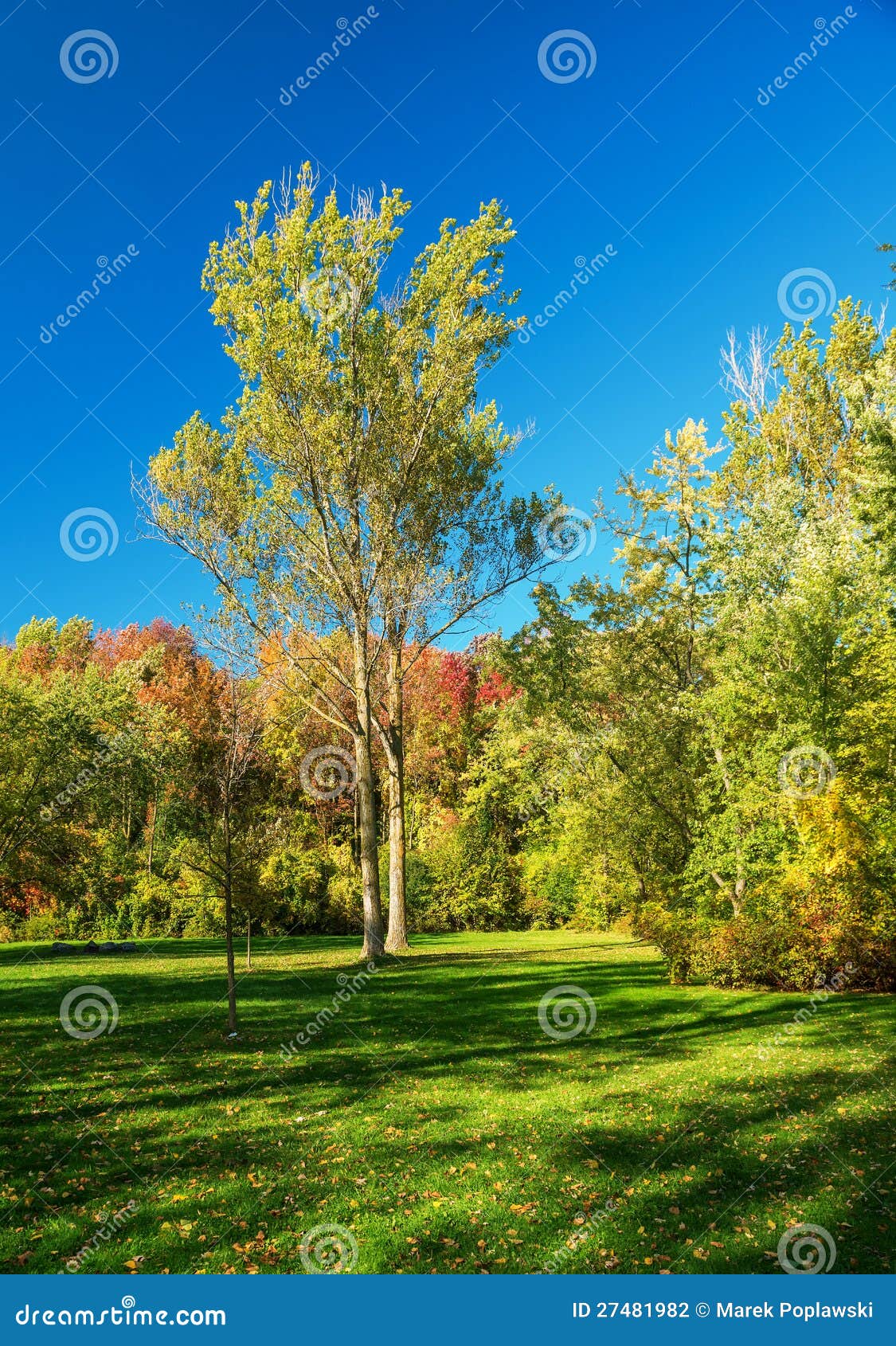 Fall colors in the park stock photo. Image of nature - 27481982